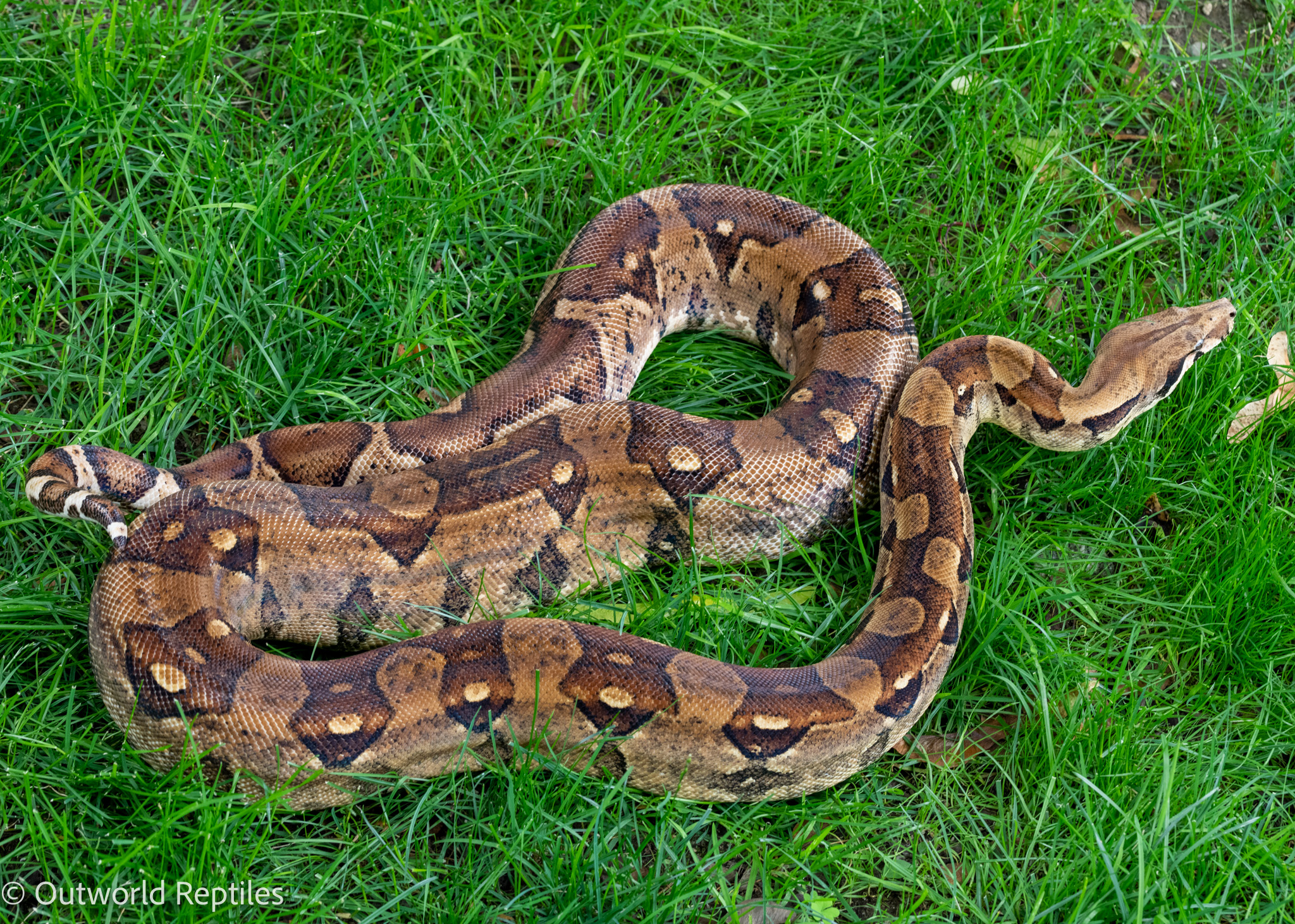 Anyone got pics of their Boas? + Questions : r/boas